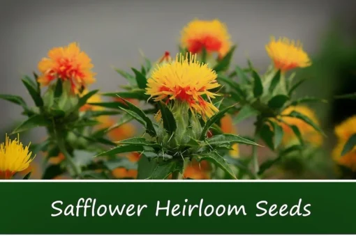 250 Heirloom Safflower Seeds Annual Flower Drought-Tolerant
