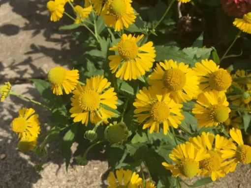 Buy Yellow Sneezeweed Seeds - Helenium Autumnale 2025 Crop